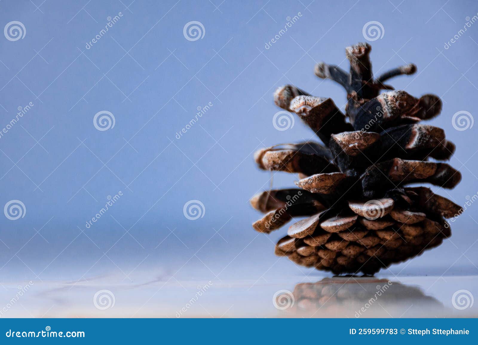 Pine Cone Autumn Nature Decoration Stock Image - Image of autumn ...