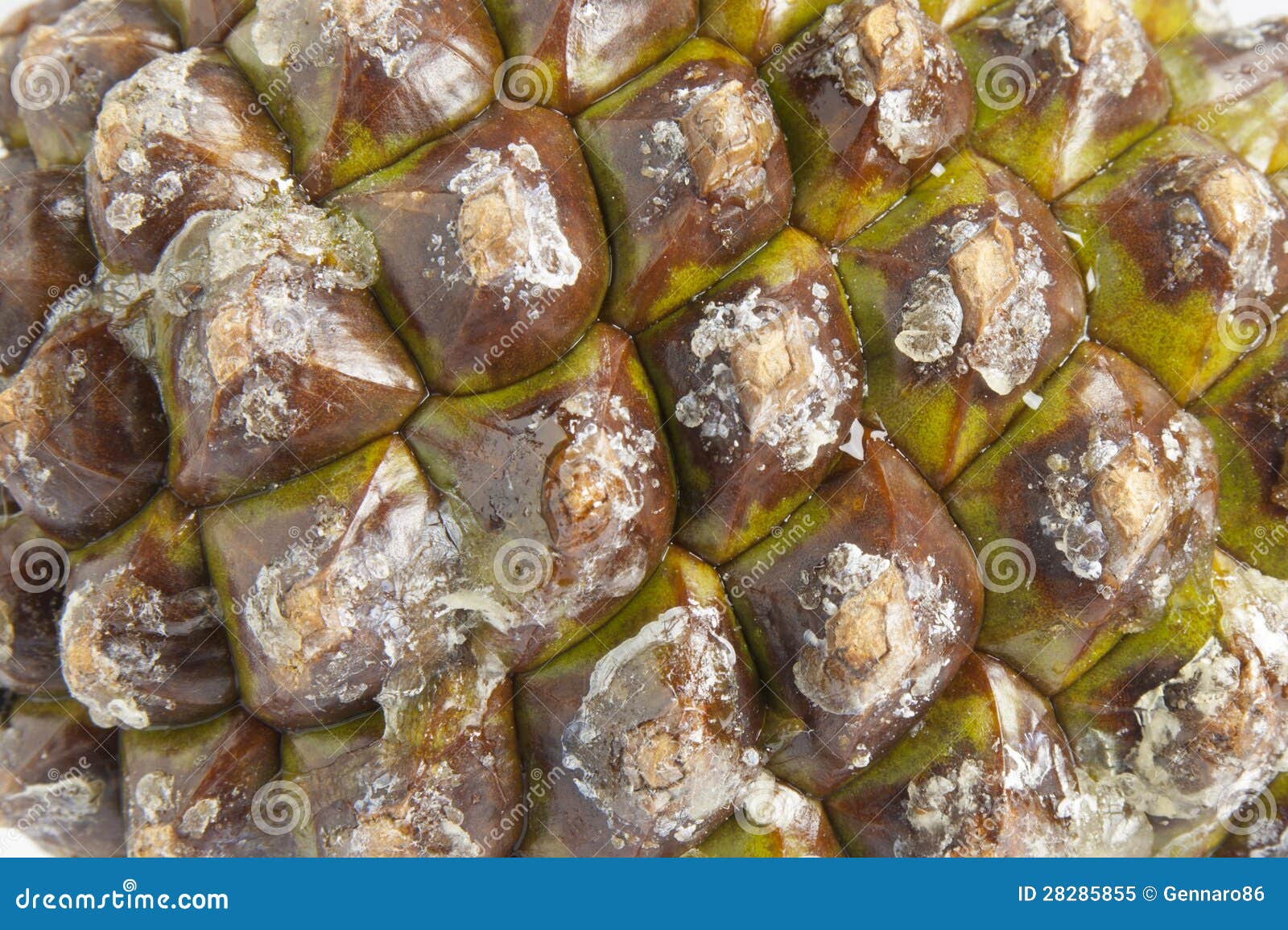 1,129 Crown Cone Photos - Free & Royalty-Free Stock Photos from Dreamstime
