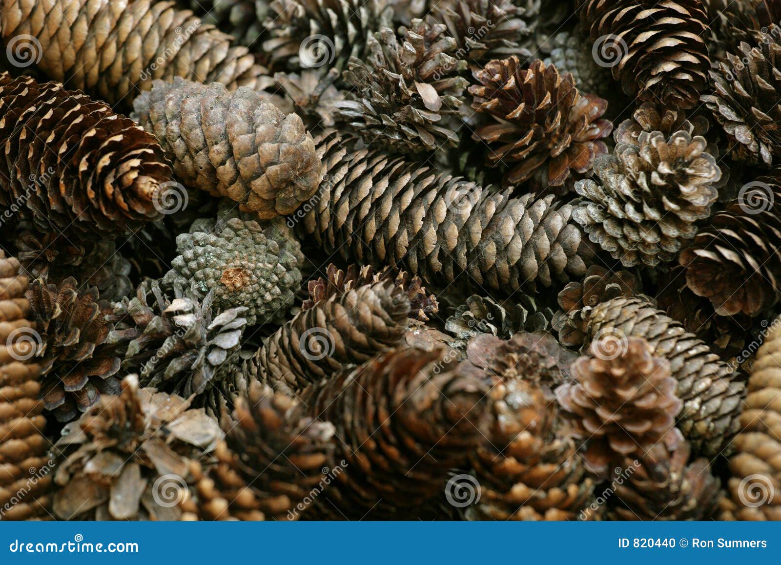 Pine cone background stock photo. Image of decorative, christmas - 820440