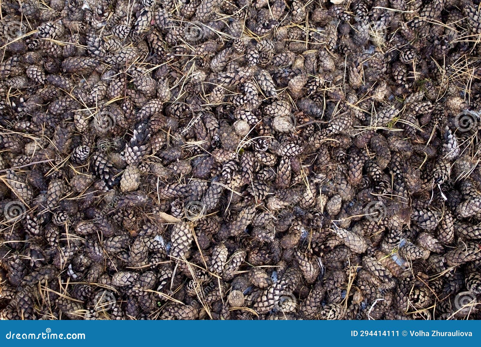 Pine Cone Background. Brown Dried Pine Cones in Fall As a Beautiful ...