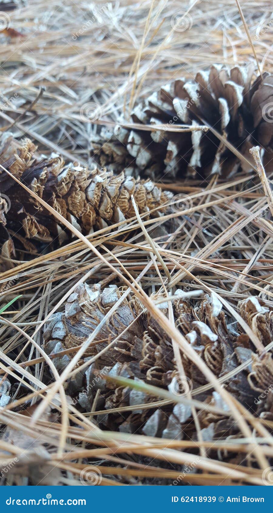 Pine Cone Background stock image. Image of ground, path - 62418939