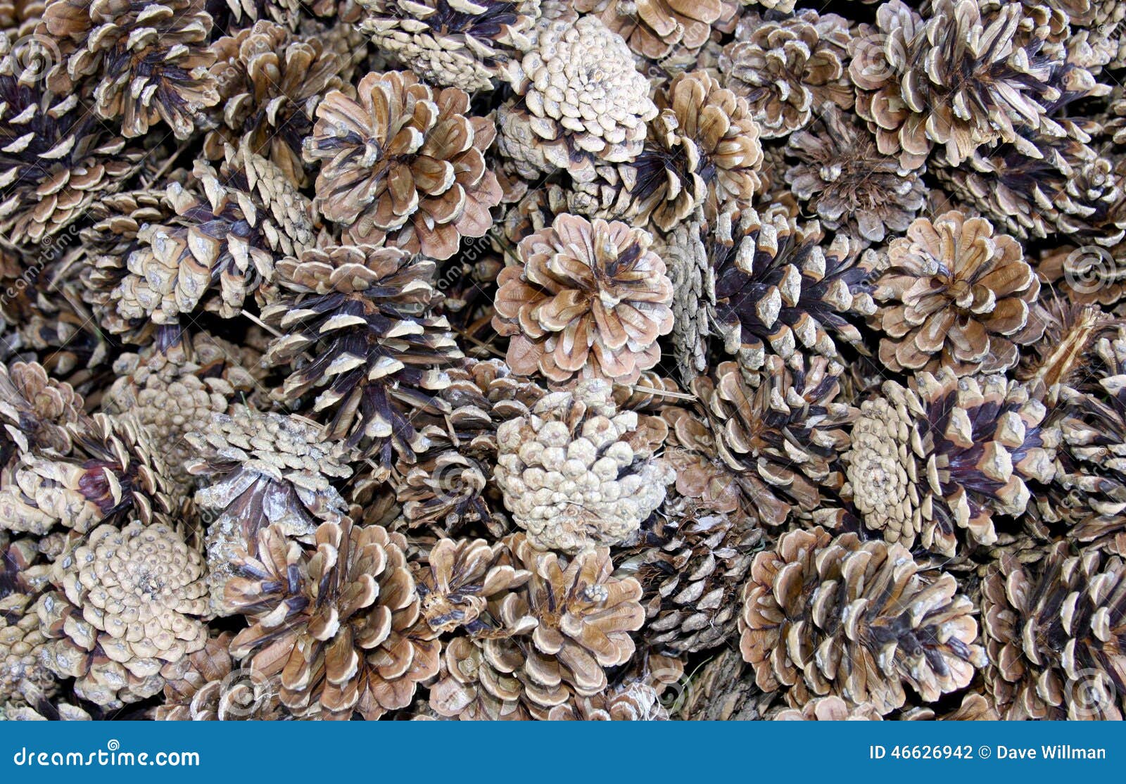 Pine cone background stock photo. Image of tree, background - 46626942