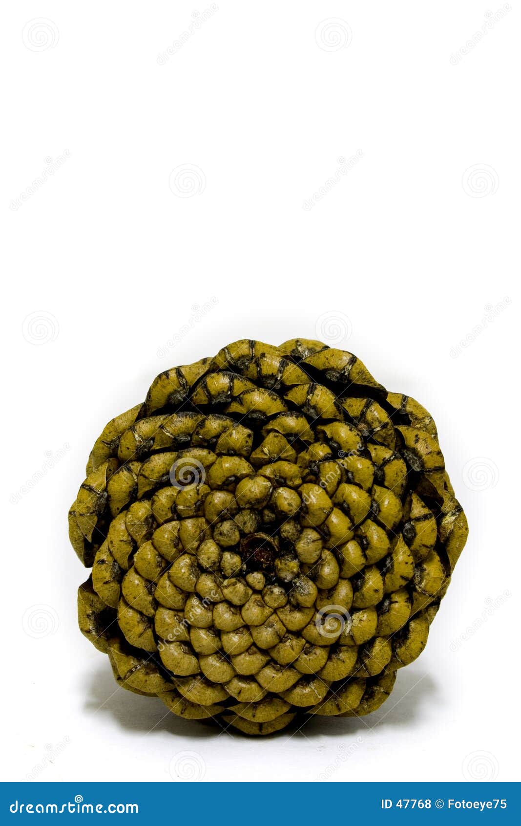 Pine cone base stock photo. Image of nature, tree, bottom - 47768