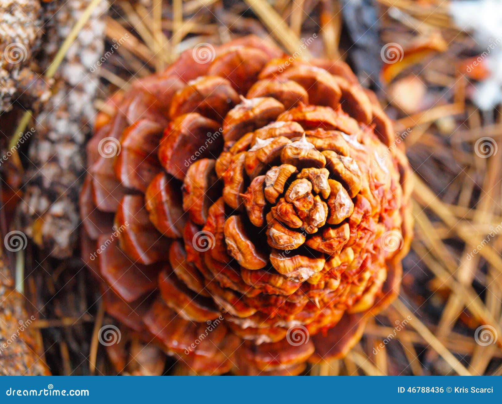 Pine Cone stock photo. Image of conifer, bigbear, pinecone - 46788436