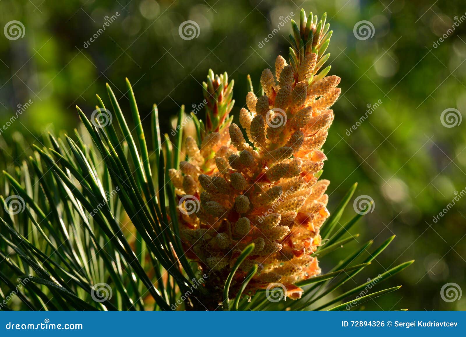Pine Cone Blossoms in the Spring Under the Sun Light Stock Photo ...