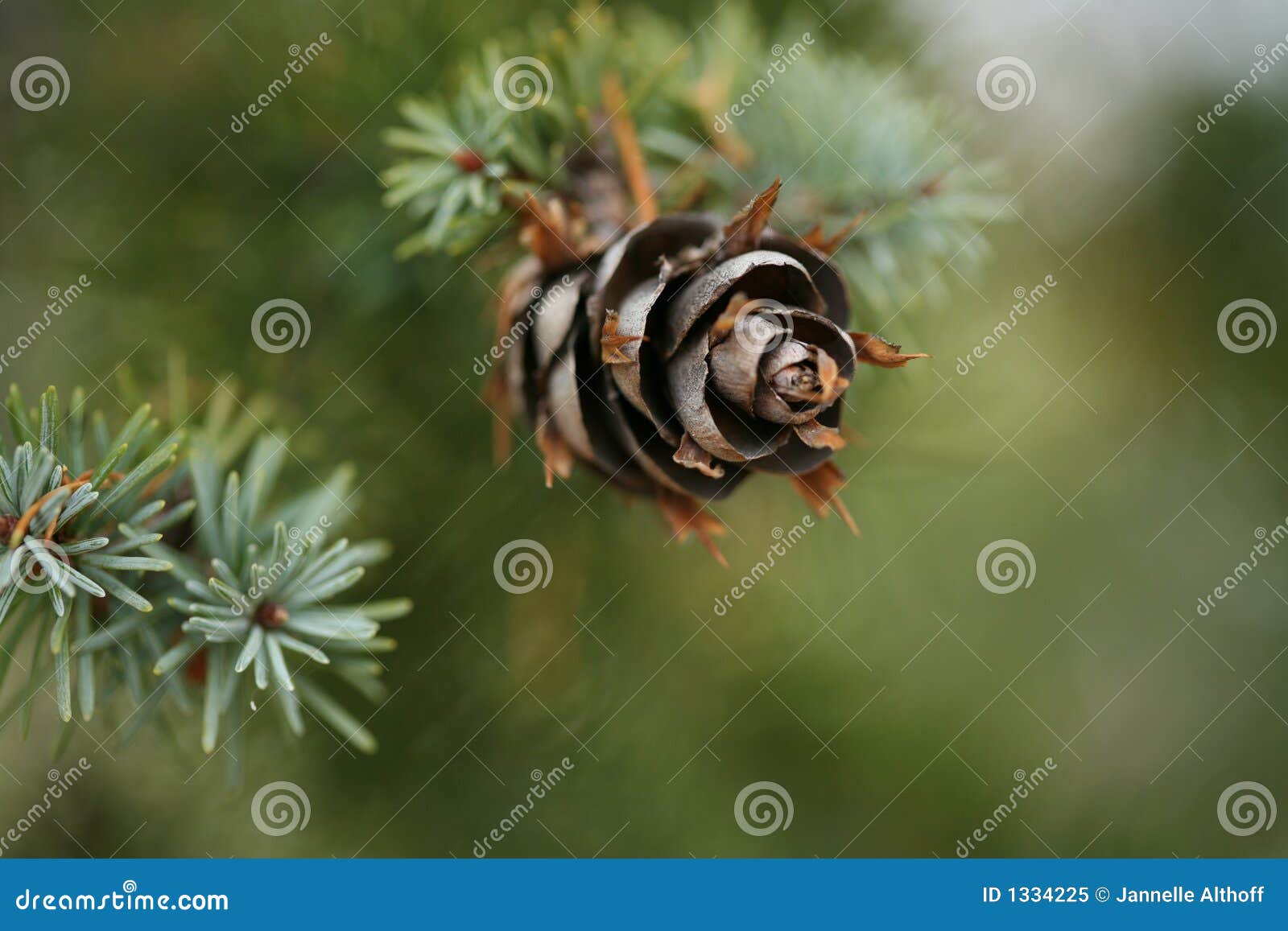 Pine cone on blue spruce stock image. Image of grow, colorado - 1334225