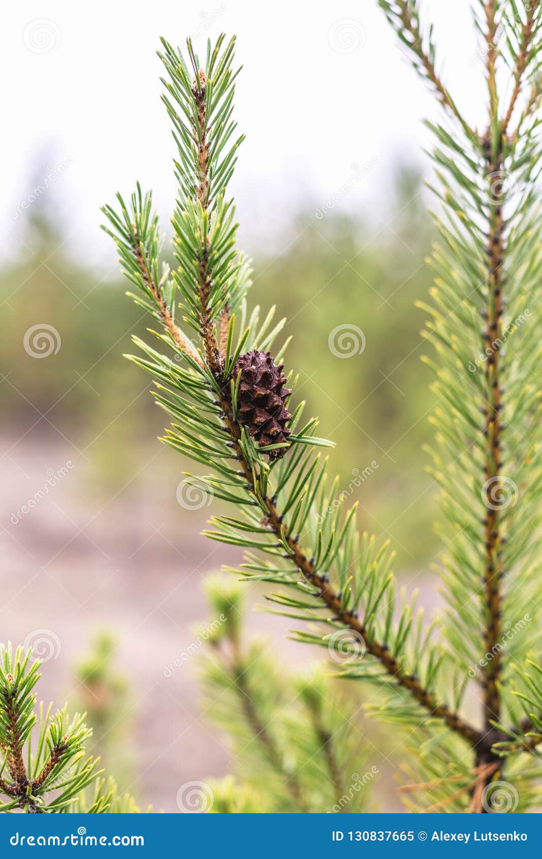 Pine cone on a branch stock image. Image of detail, needle - 130837665