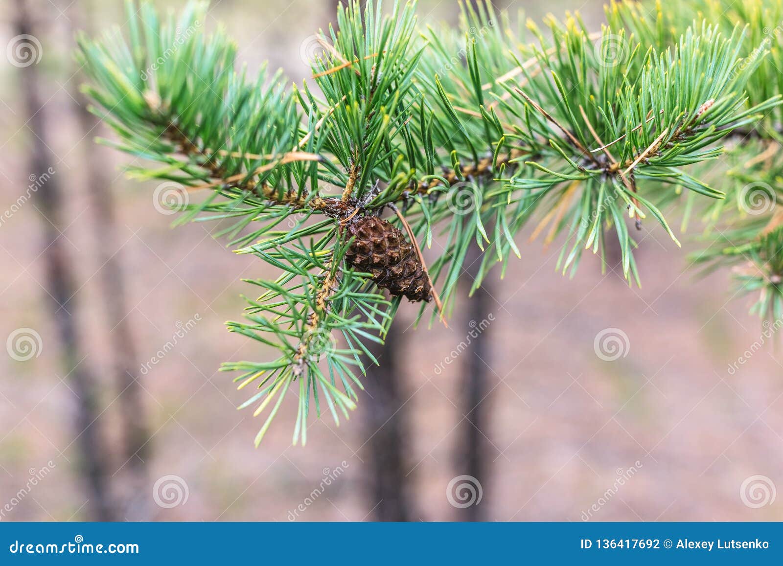 Pine cone on a branch stock photo. Image of evergreen - 136417692