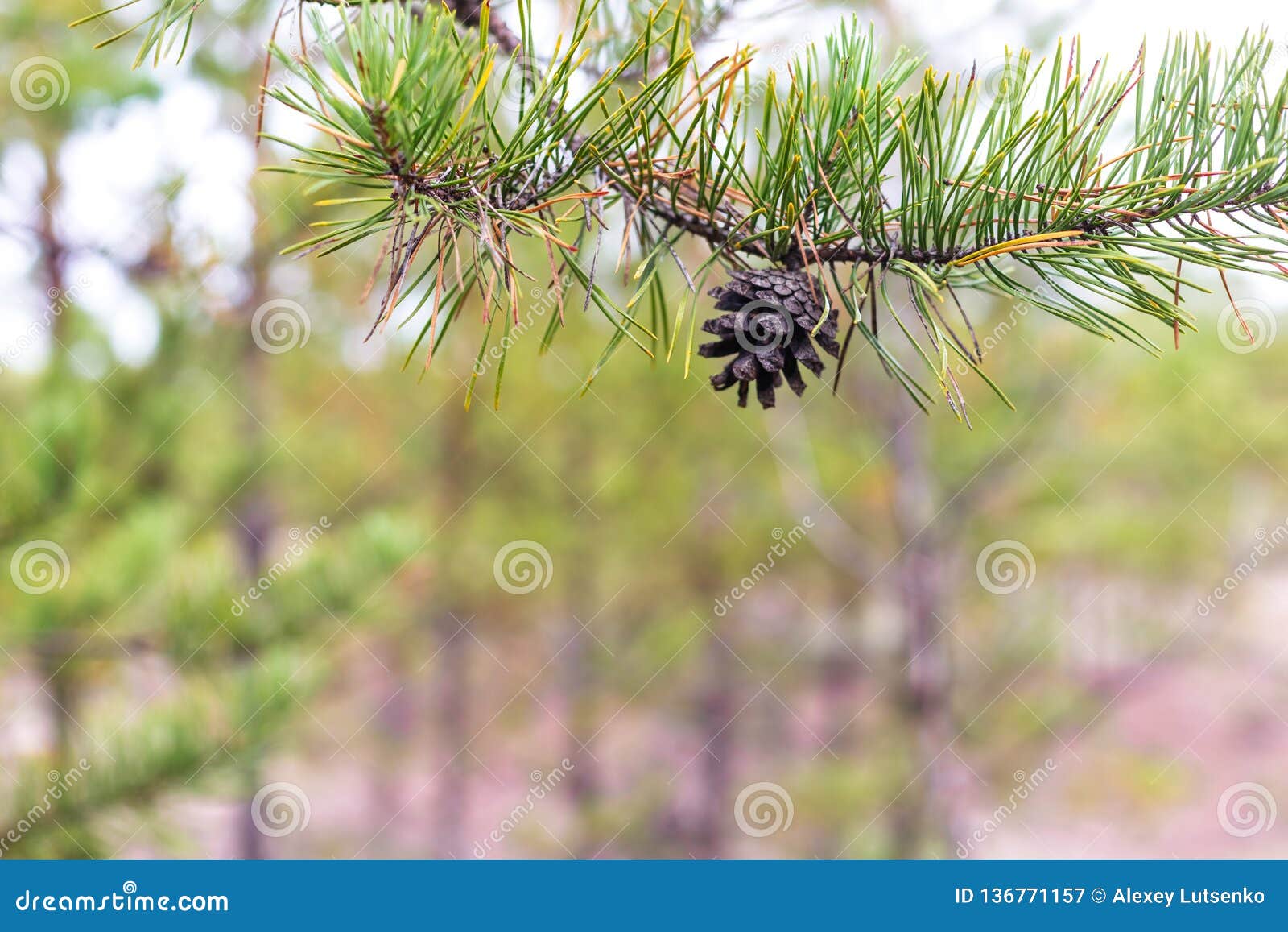Pine cone on a branch stock image. Image of spruce, garden - 136771157