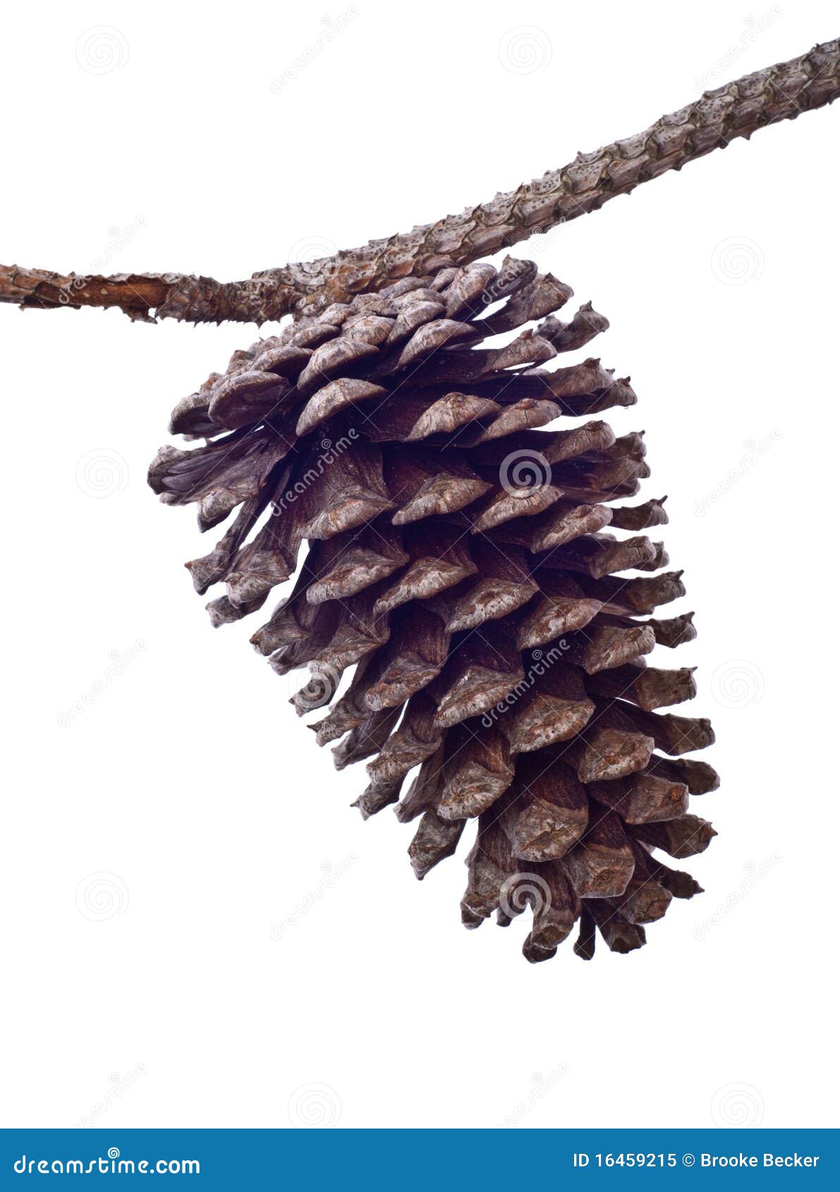 Pine Cone and Branch stock image. Image of branch, tradition - 16459215