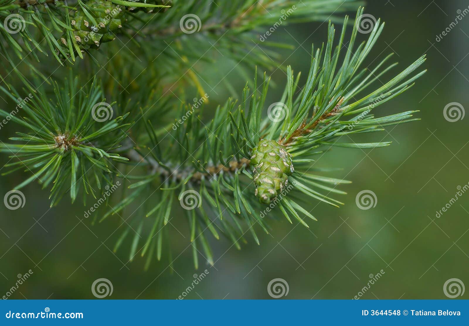 Pine cone branch stock photo. Image of natural, conifer - 3644548