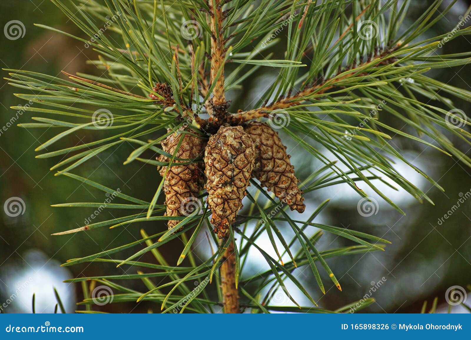 Pine cone on a branch stock photo. Image of autumn, macro - 165898326