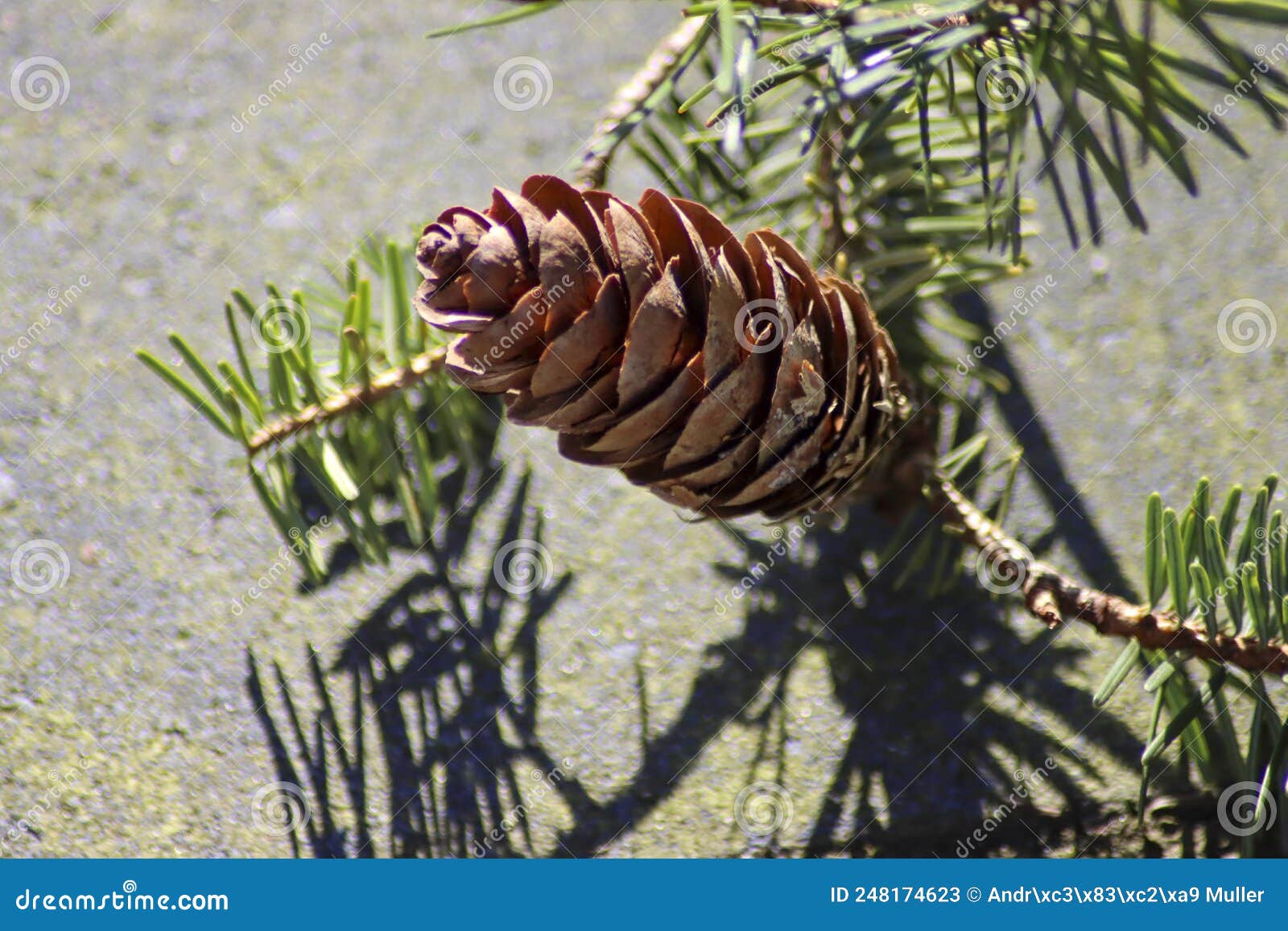 Pine Cone on a Branch on the Ground of the Terrace on the Veluwe Stock ...