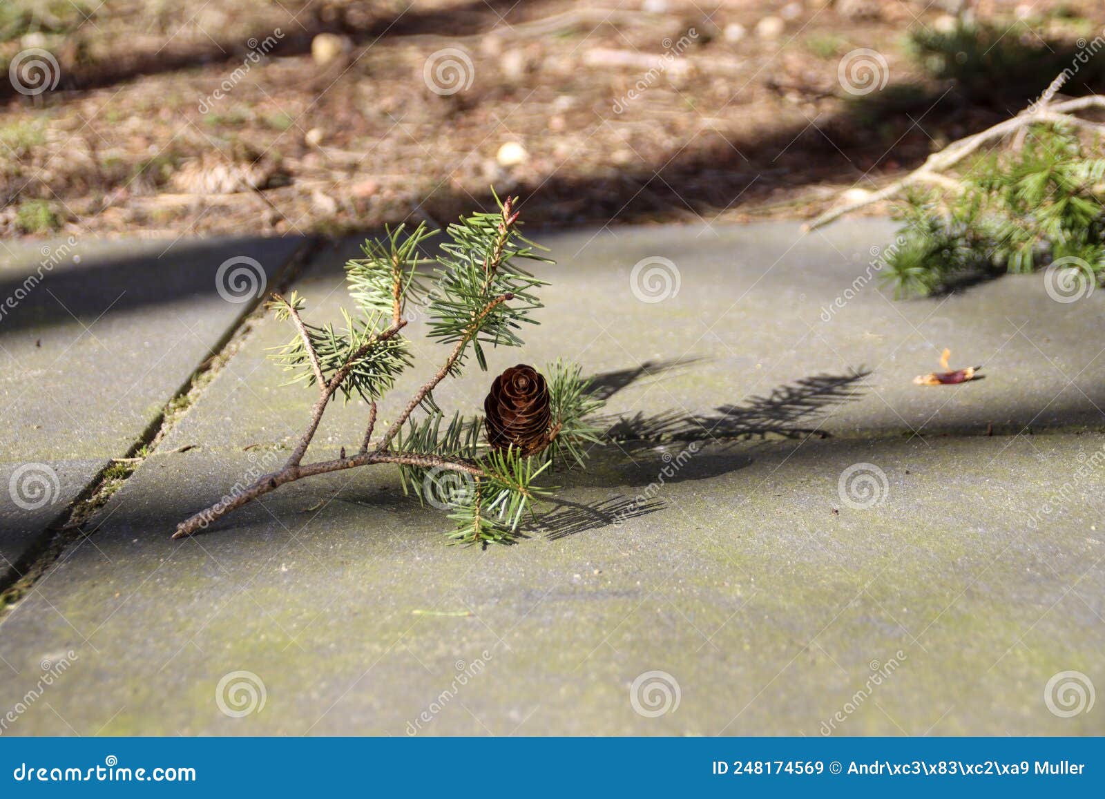 Pine Cone on a Branch on the Ground of the Terrace on the Veluwe Stock ...