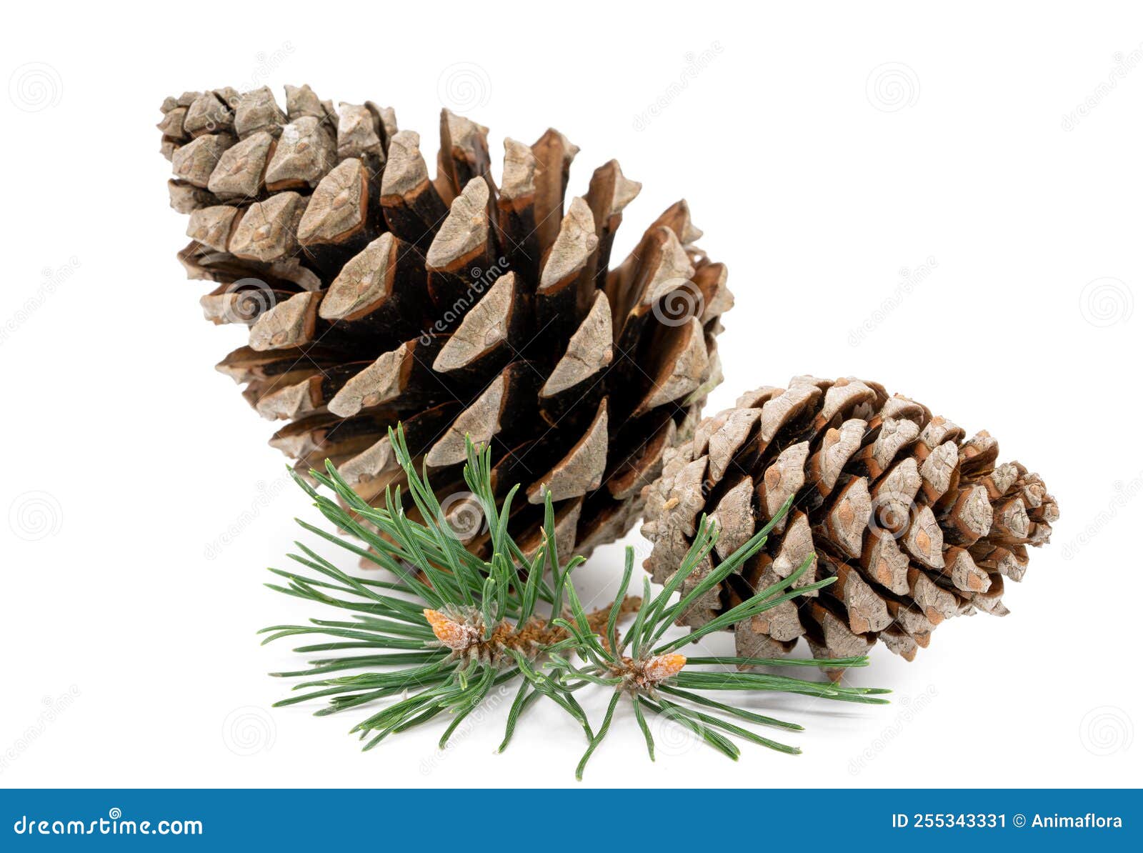 Pine Cone with Branch Isolated on White Background Stock Image - Image ...