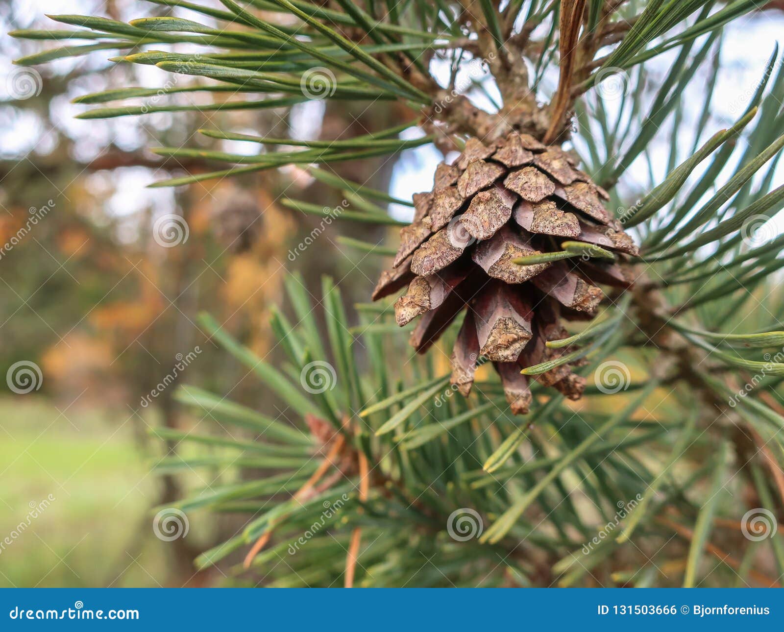 Pine cone on branch stock photo. Image of background - 131503666