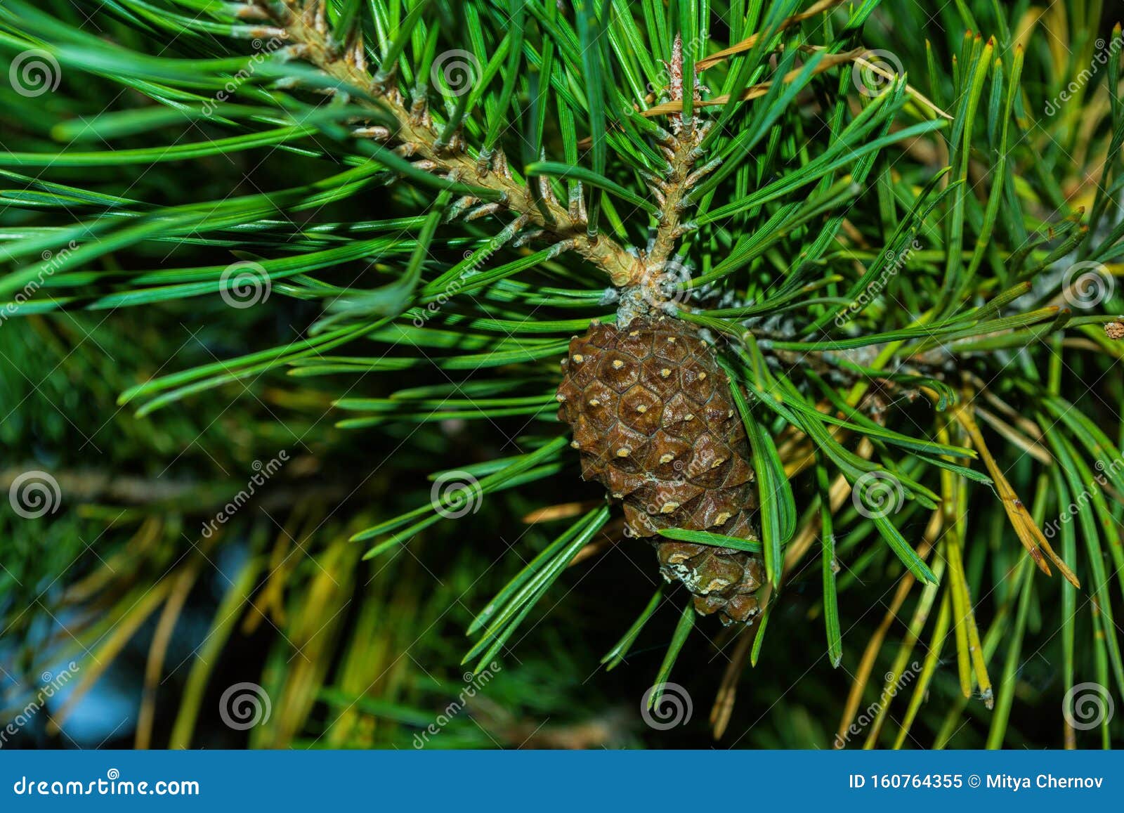 Pine Cone on a Branch. Young Green Closed Pine Cone on a Pine Tree in ...