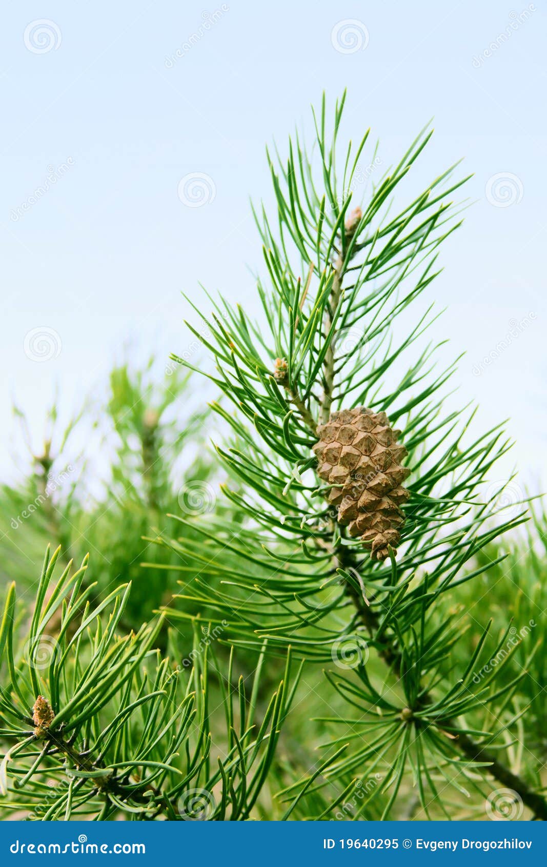 Pine Cone and Branches stock image. Image of wild, outdoor - 19640295