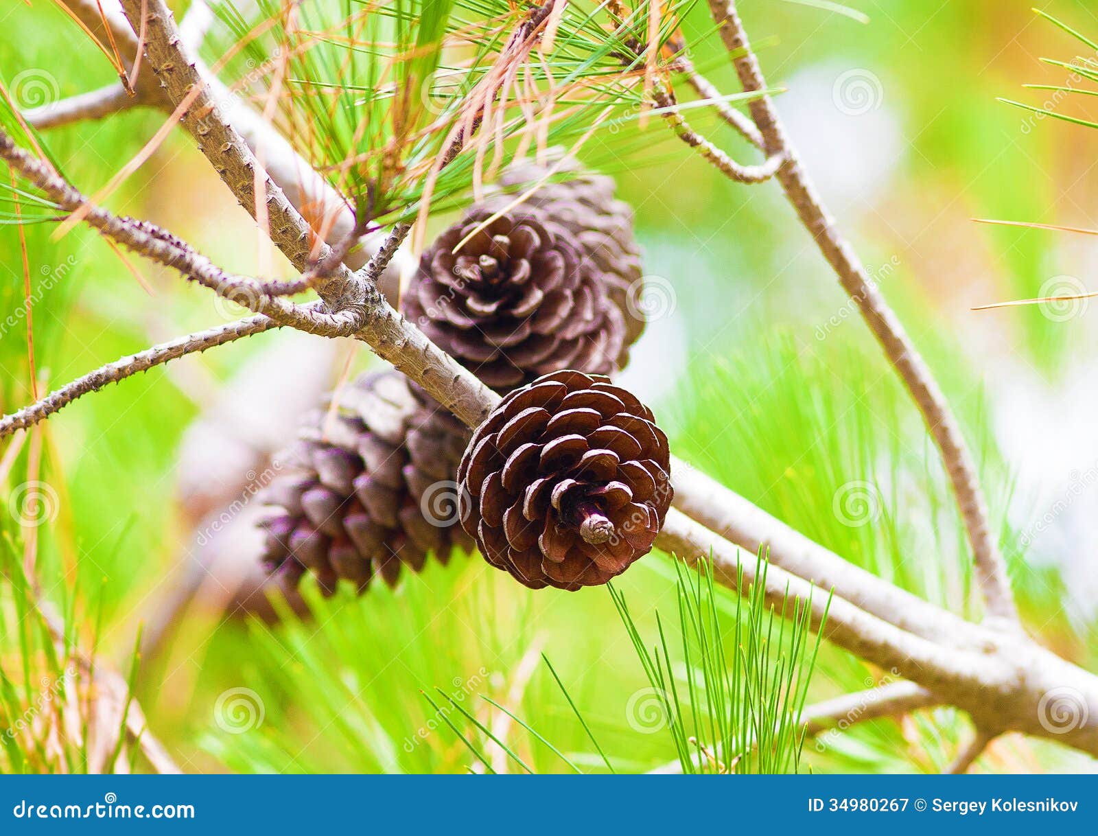 Pine Cone Branches stock image. Image of close, cone - 34980267