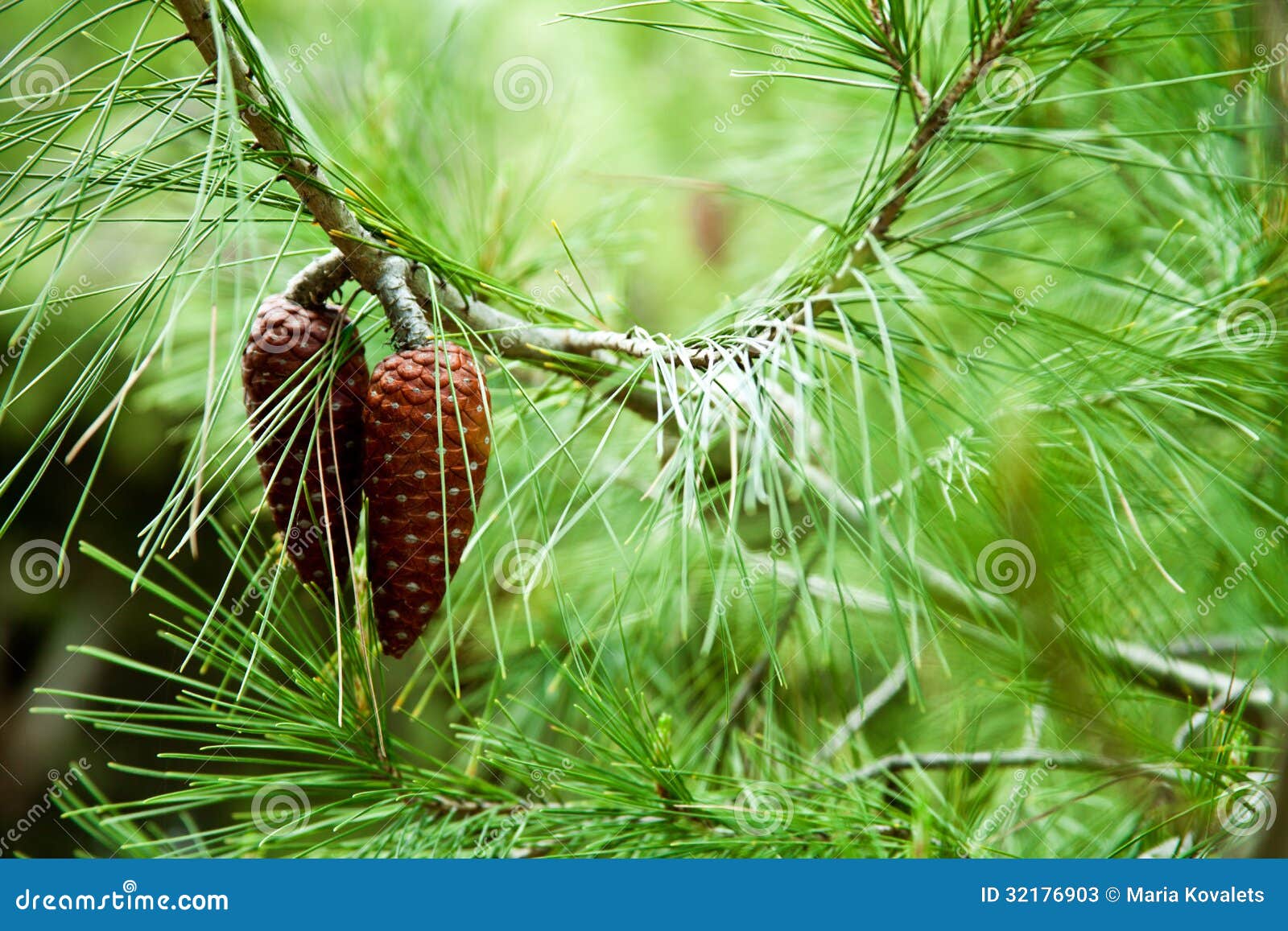 Pine cone and branches stock image. Image of festive - 32176903