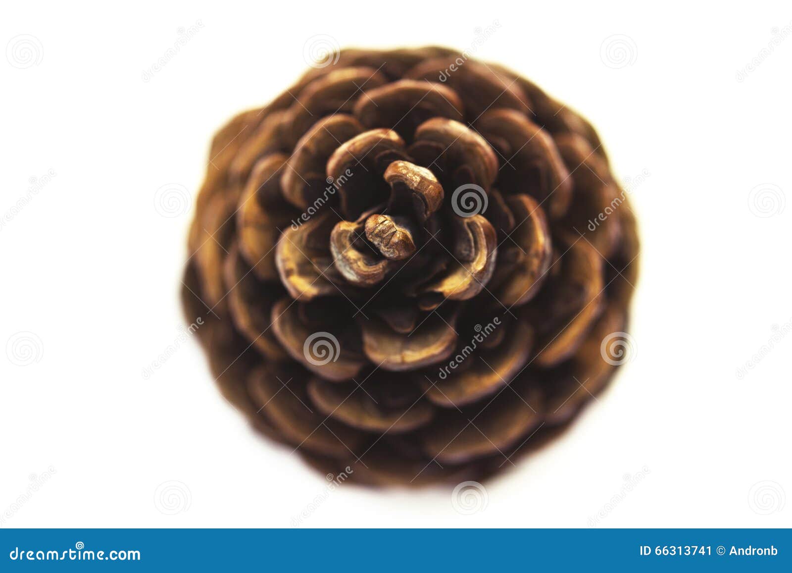 Pine cone stock image. Image of objects, beige, bumpy - 66313741