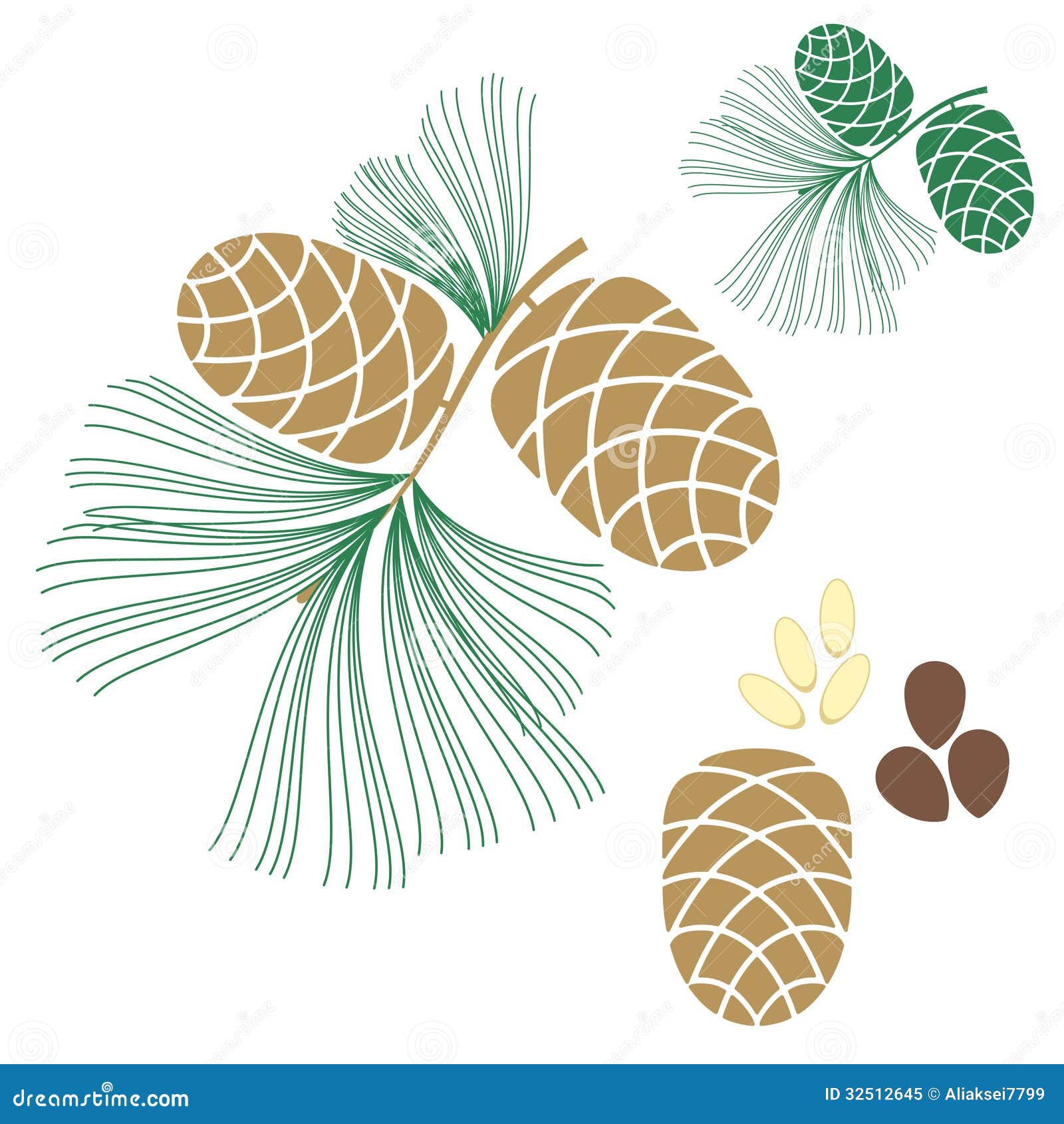 Cedar Tree Twig With A Cone. Branch Of Cedrus Atlantica. Vector ...