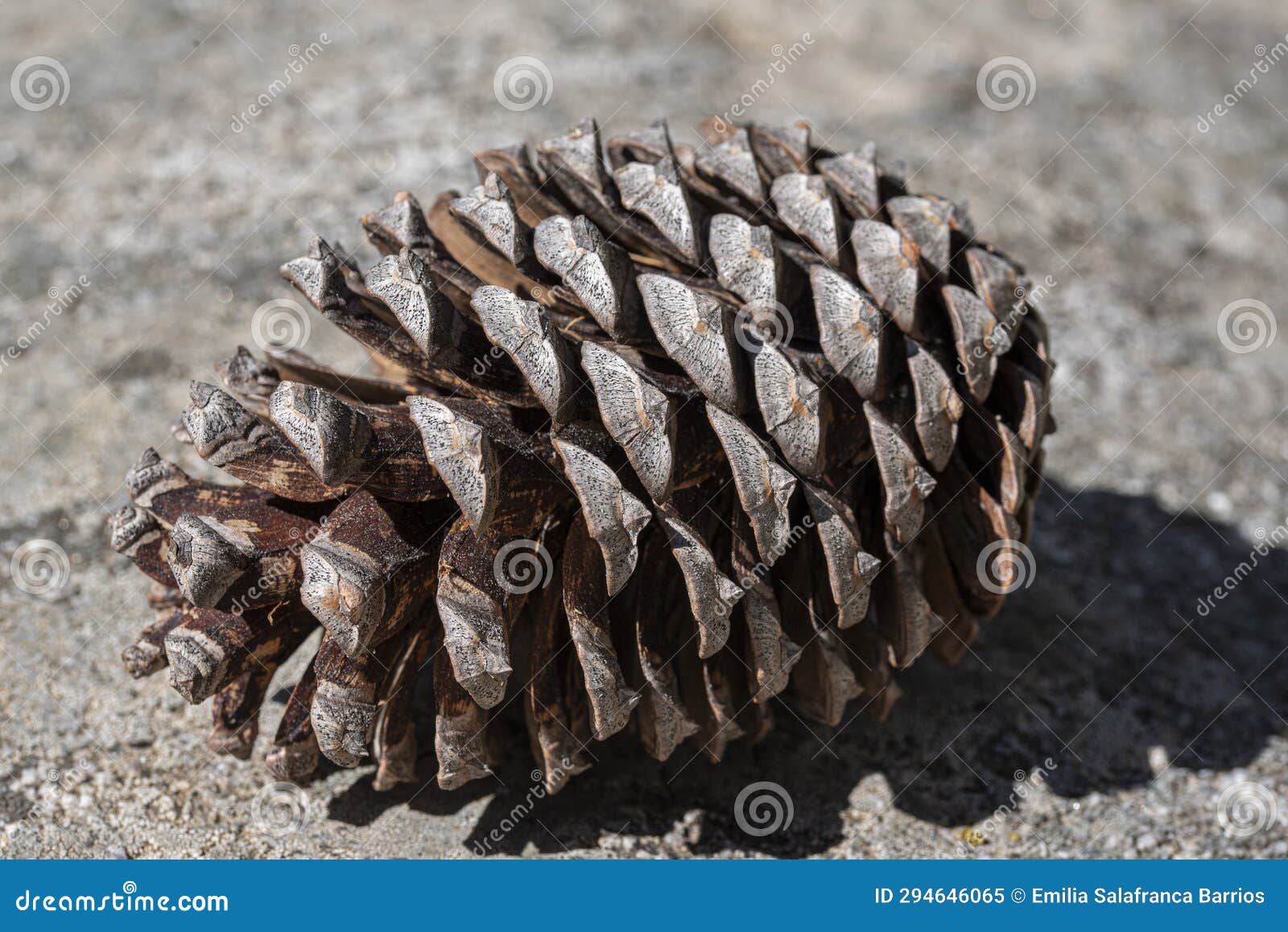 Pine Cone Close Up, Strobilus or Cone, Macro Stock Image - Image of ...