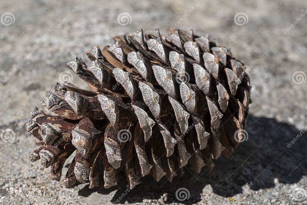 Pine Cone Close Up, Strobilus or Cone, Macro Stock Image - Image of ...