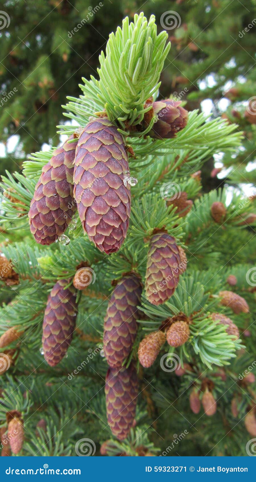 Pine cone in Colorado stock image. Image of formation - 59323271