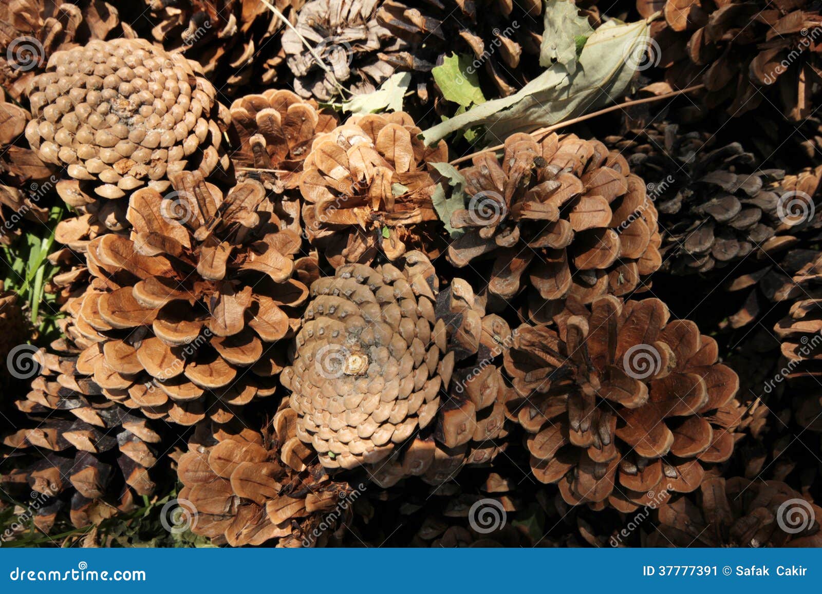 Pine cone stock image. Image of fete, botanical, fresh - 37777391