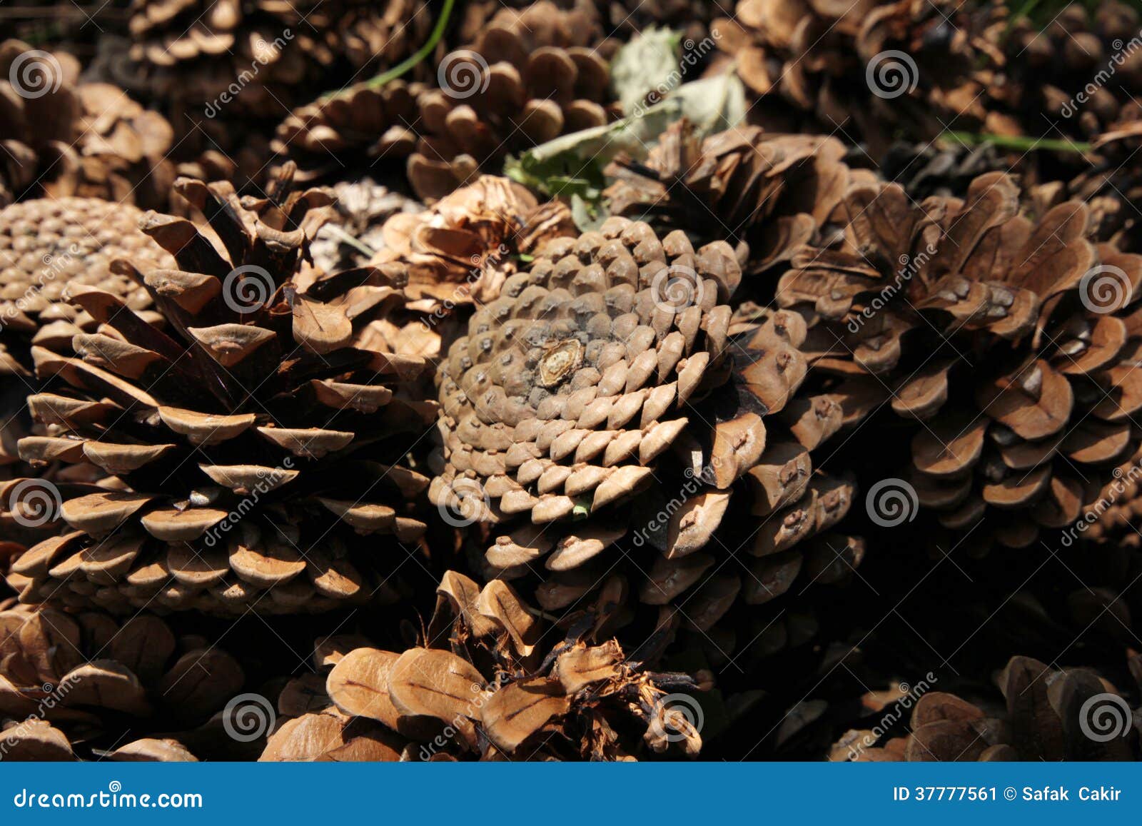 Pine cone stock image. Image of decorative, natural, coniferous - 37777561