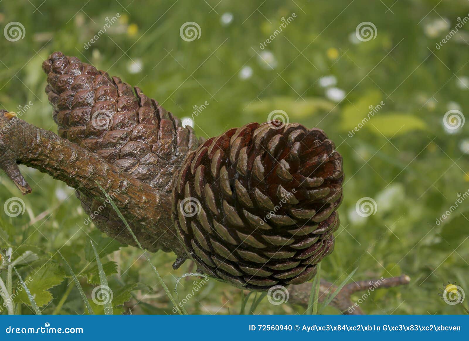 Pine Cone stock photo. Image of environment, nature, coniferous - 72560940