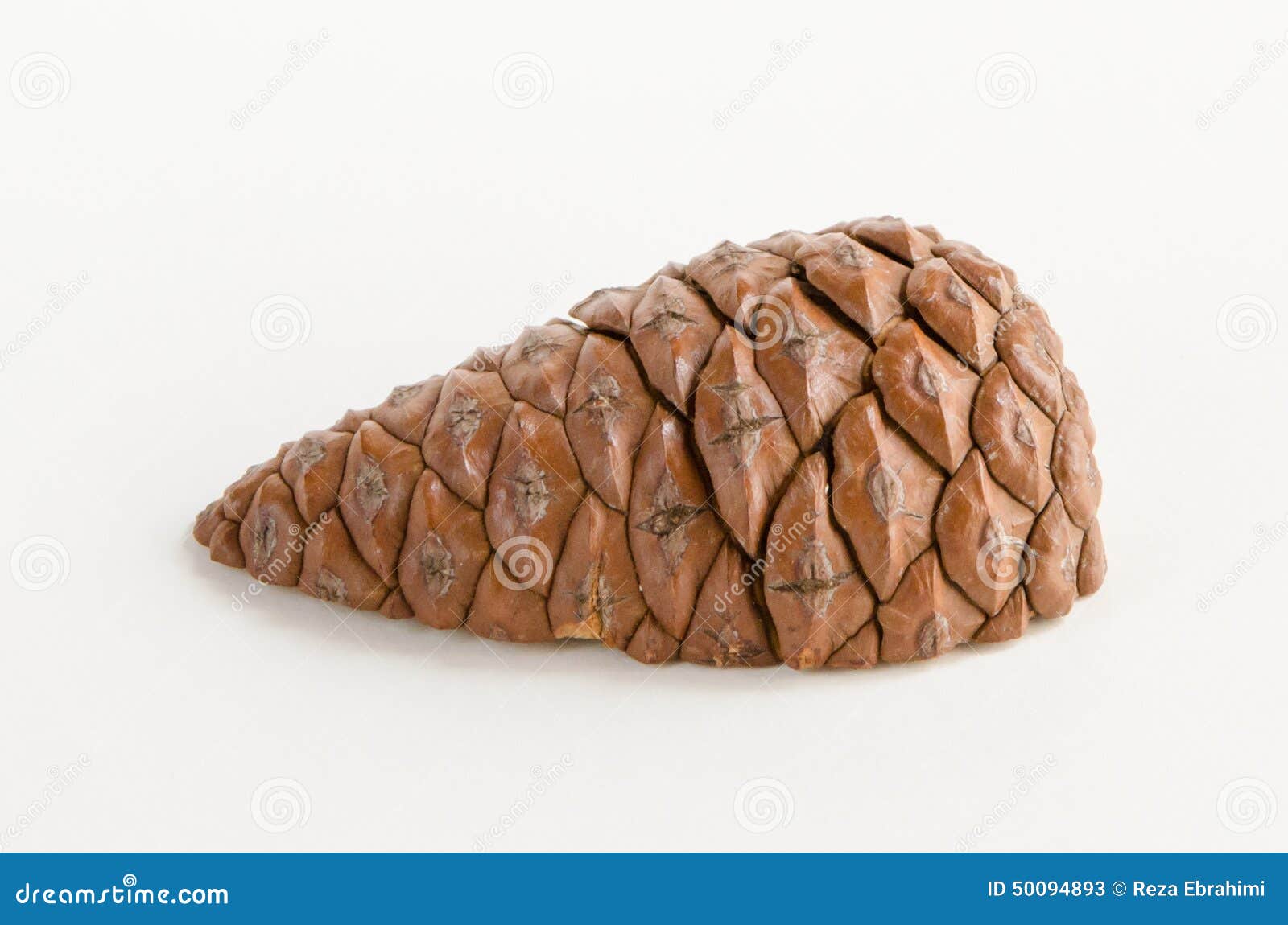 Pine Cone Stock Image Image Of Background White Brown 50094893