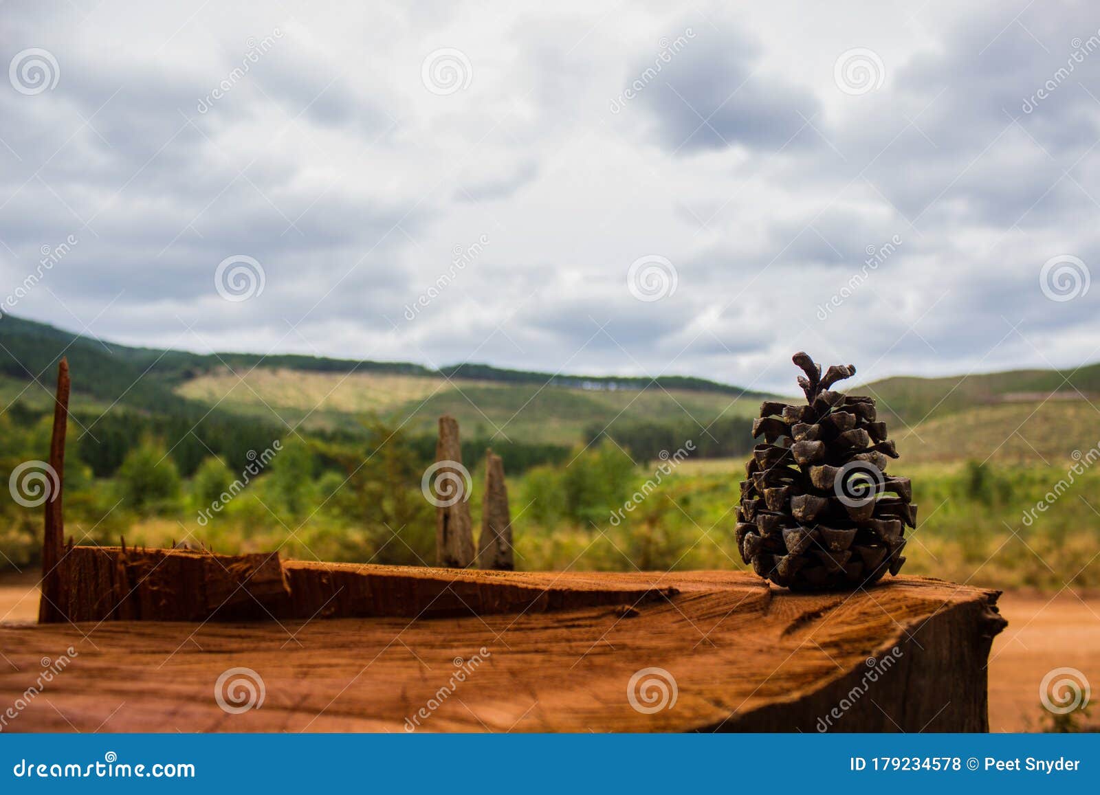 Pine Cone on a Cut Off Pine Tree Stock Photo - Image of rock ...