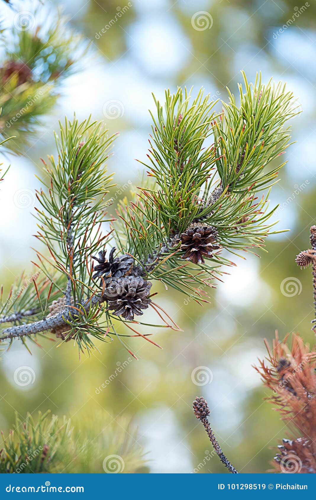 Pine cone stock image. Image of leaves, conifer, shaped - 101298519