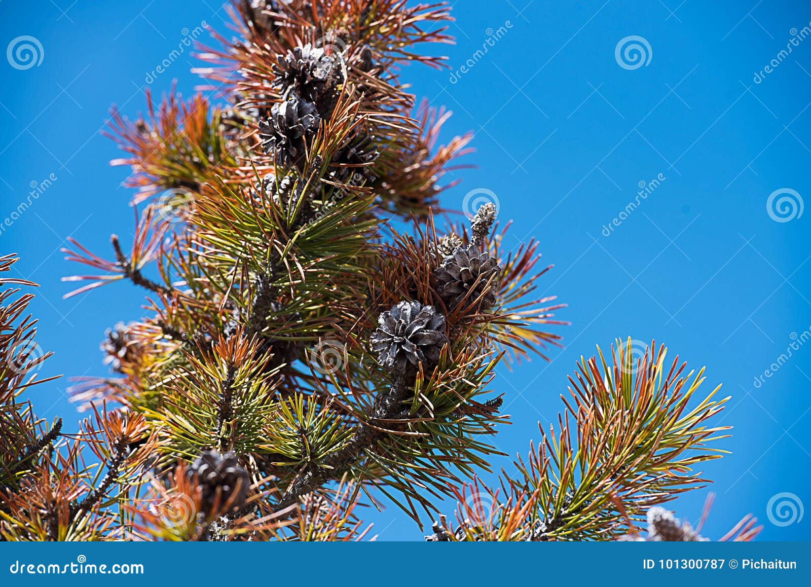 Pine cone stock image. Image of evergreen, cone, needle - 101300787
