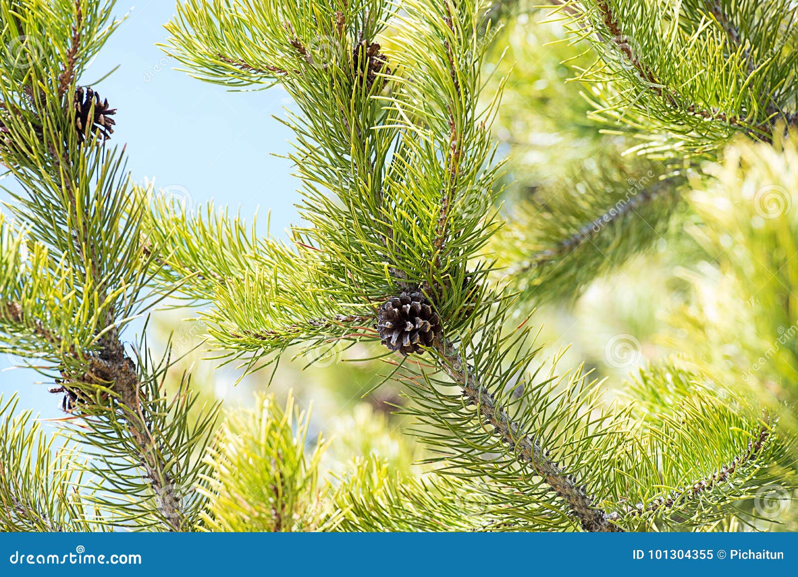 Pine cone stock image. Image of shaped, cone, conifer - 101304355