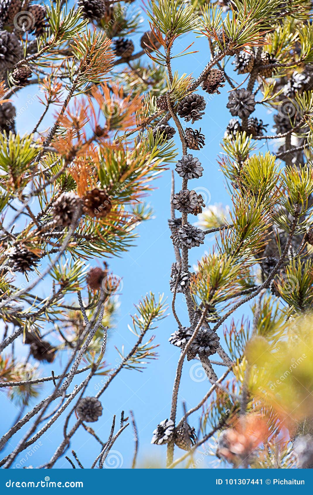 Pine cone stock image. Image of strobillus, branchs - 101307441