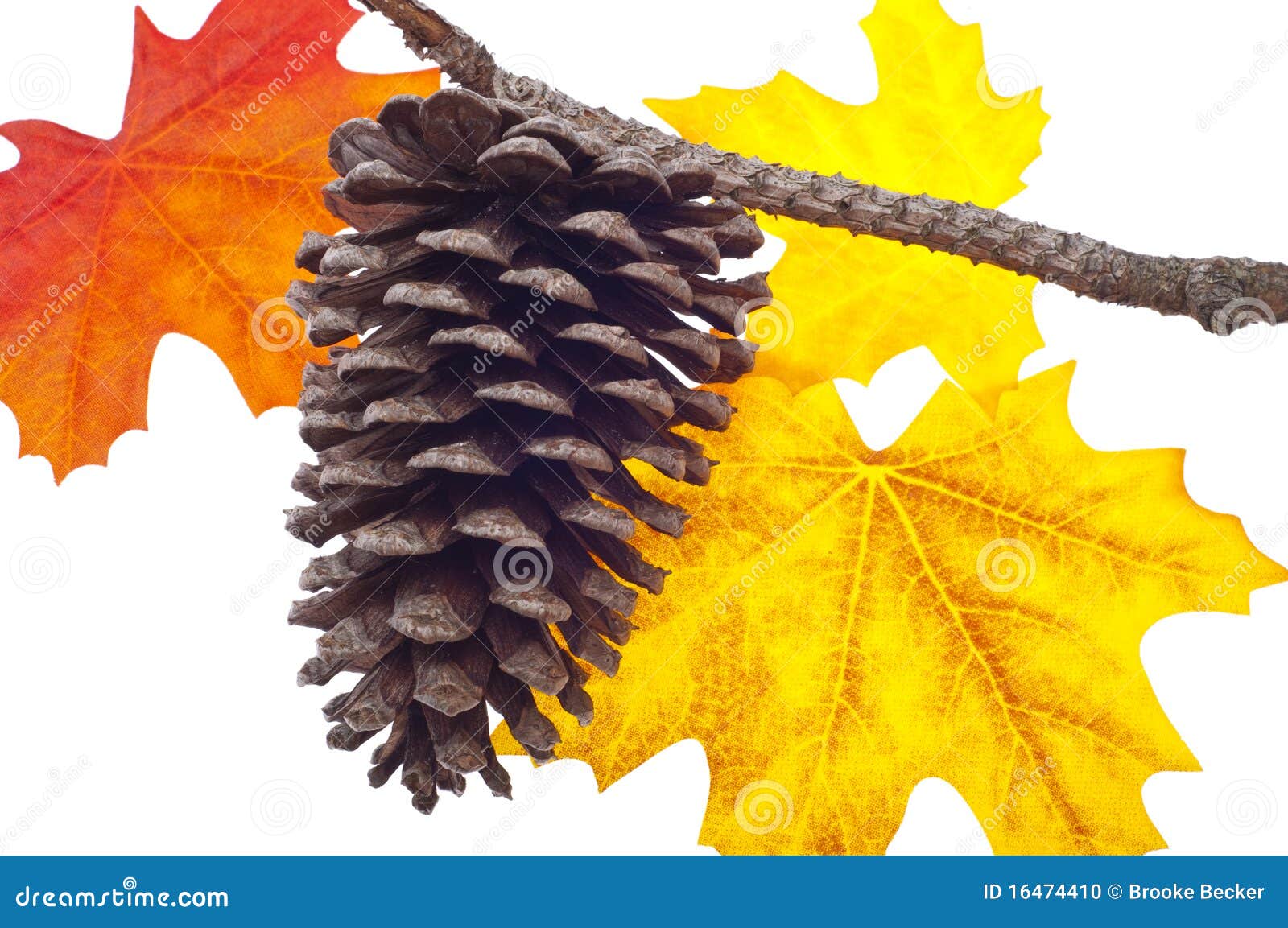 Pine Cone And Fall Leaves Stock Photo - Image: 16474410