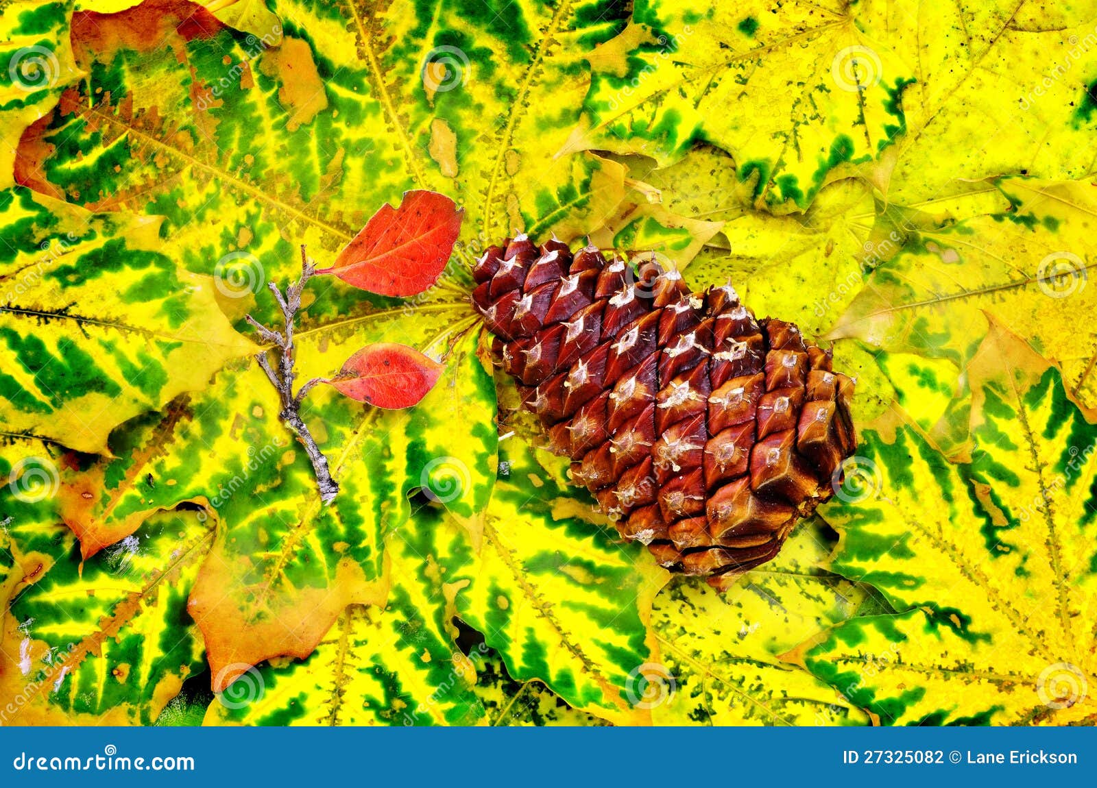 Pine Cone and Fall Leaves stock photo. Image of border - 27325082