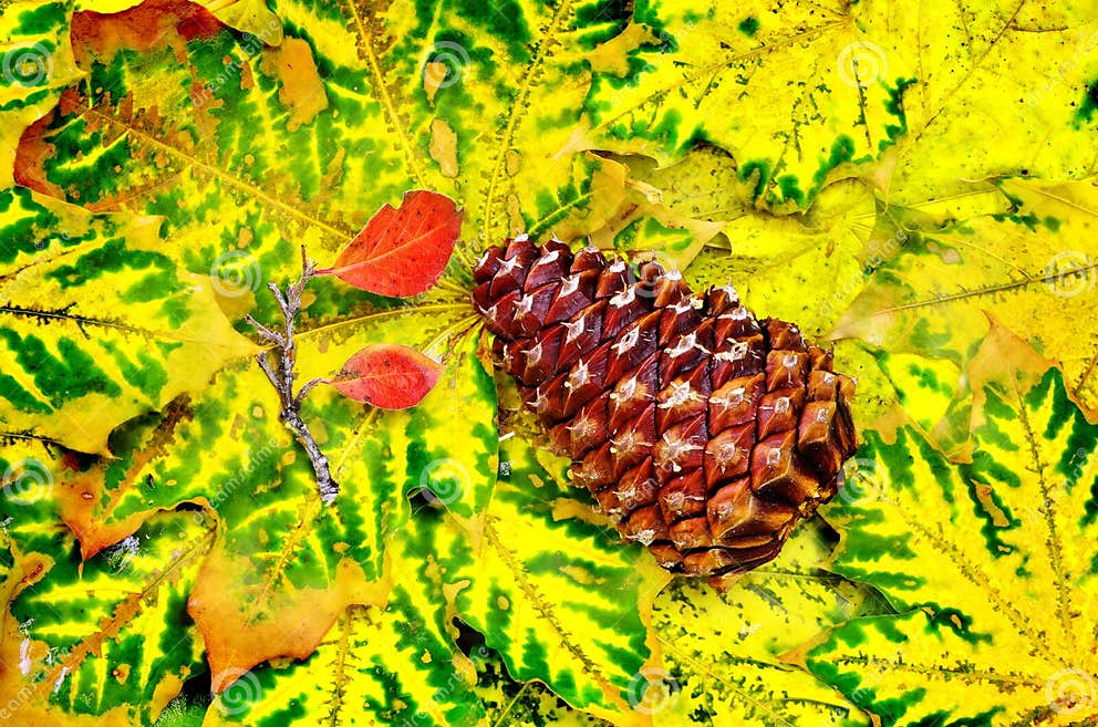 Pine Cone and Fall Leaves stock photo. Image of border - 27325082