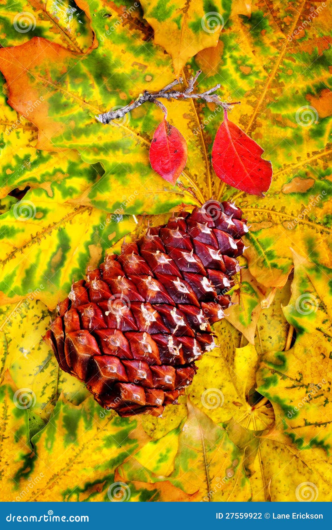 Pine Cone and Fall Leaves stock photo. Image of harvest - 27559922