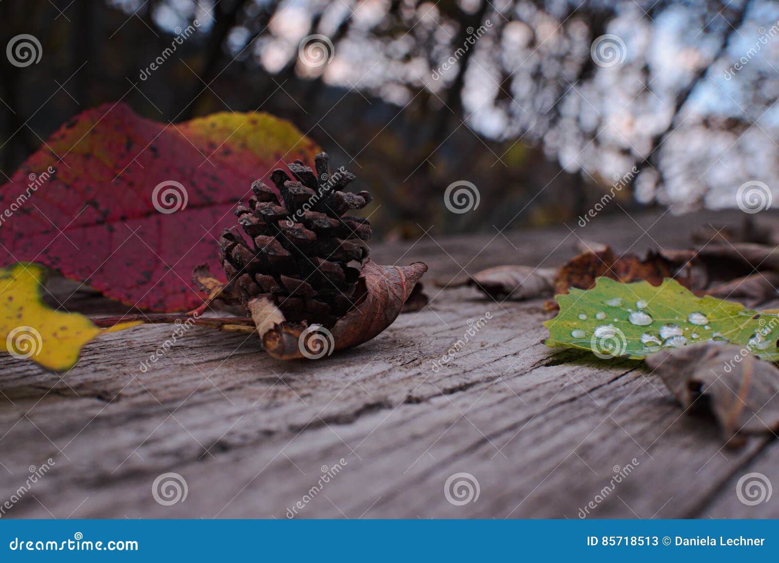 Pine Cone, Fall Leaves and Water Drops Stock Image - Image of outside ...