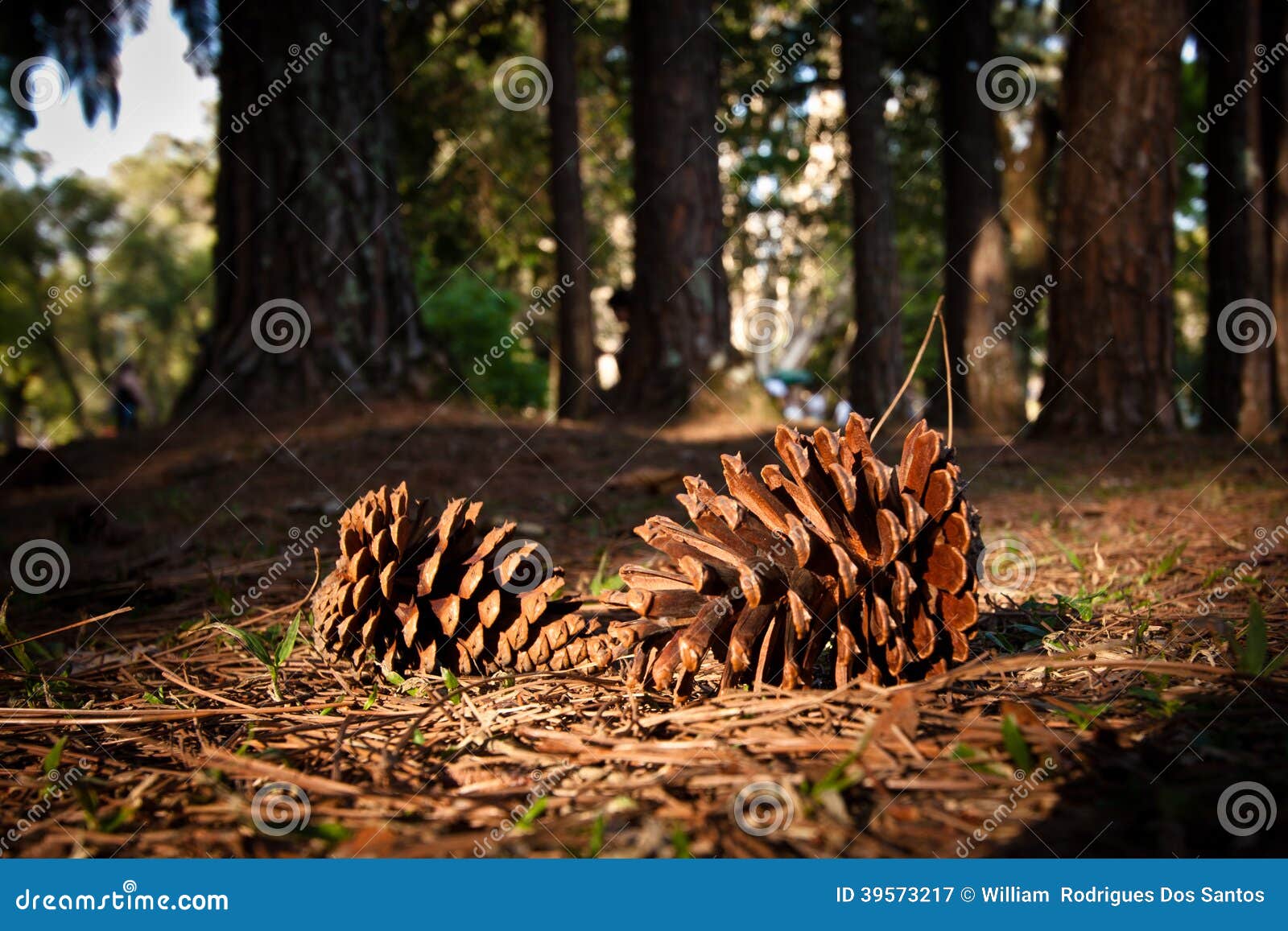 Pine cone stock image. Image of tree, nature, pine, cone - 39573217