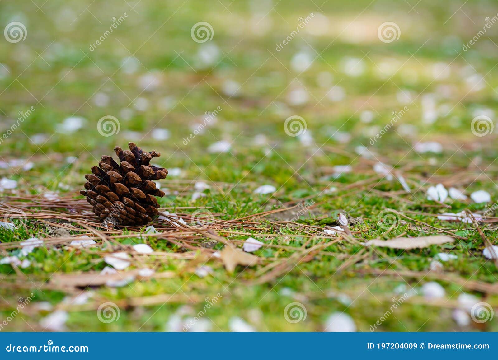 A Pine Cone Falling on the Ground Stock Image - Image of nature, pine ...