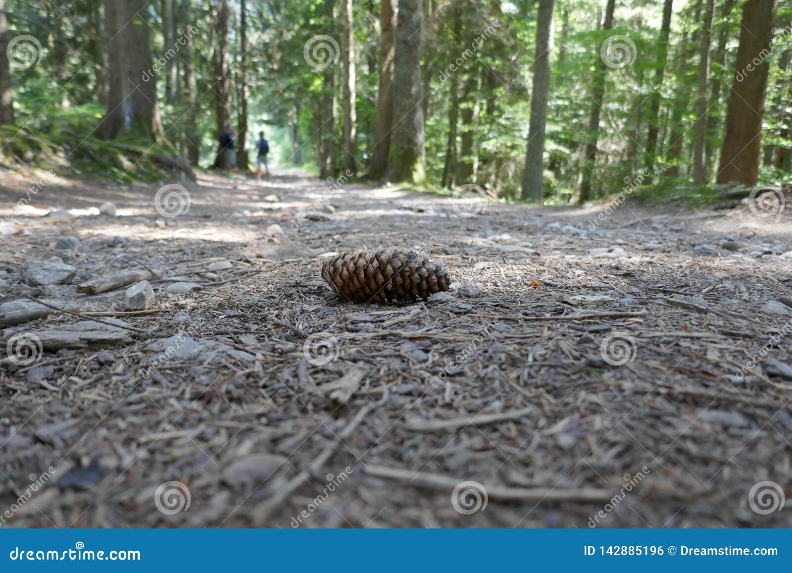 The pine cone stock photo. Image of forest, cone, trewalk - 142885196