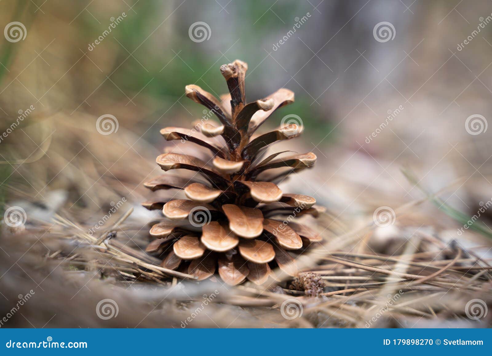 Pine cone in the forest stock photo. Image of pine, branch - 179898270