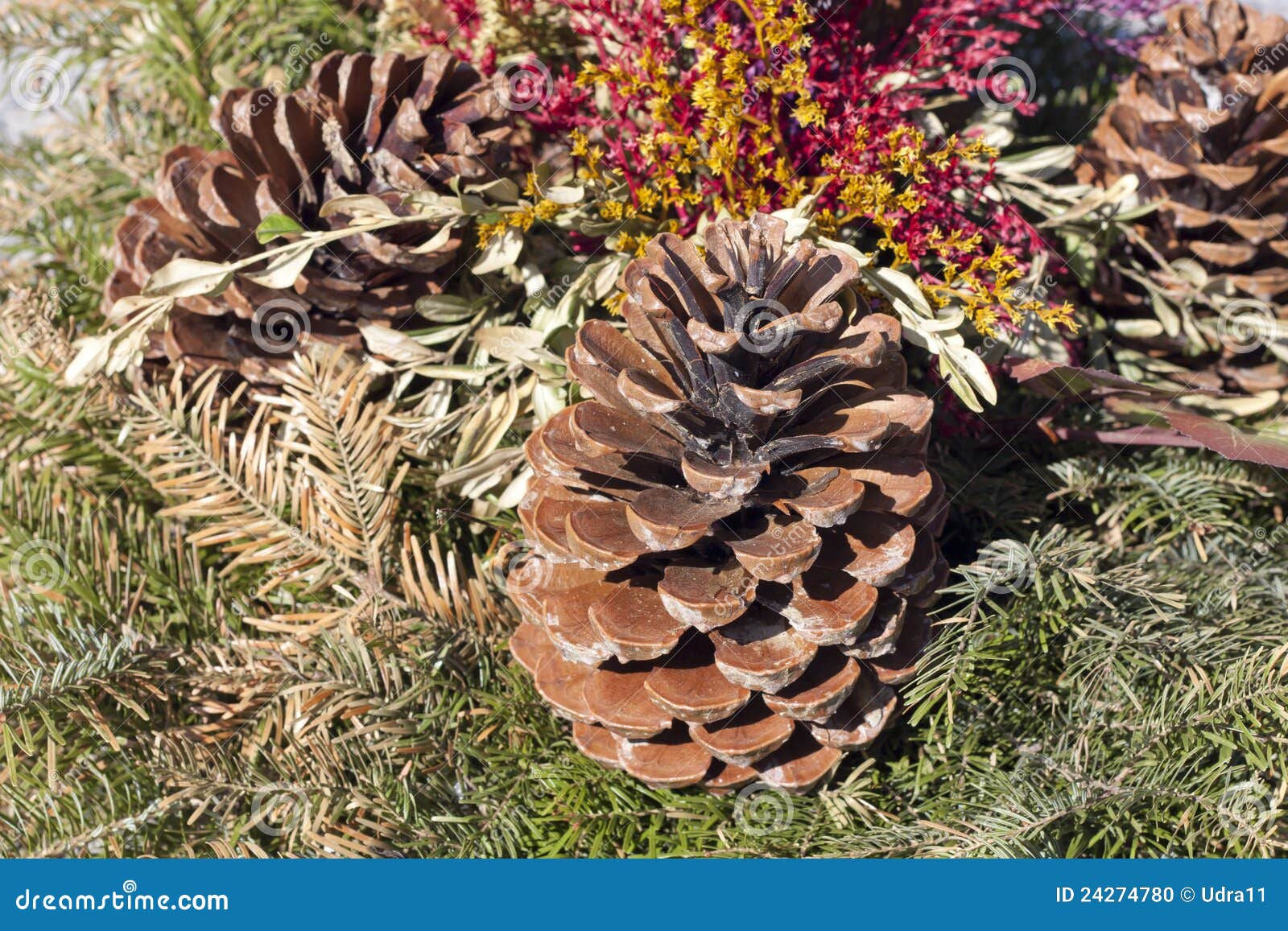 Pine cone in forest stock photo. Image of forest, copy - 24274780
