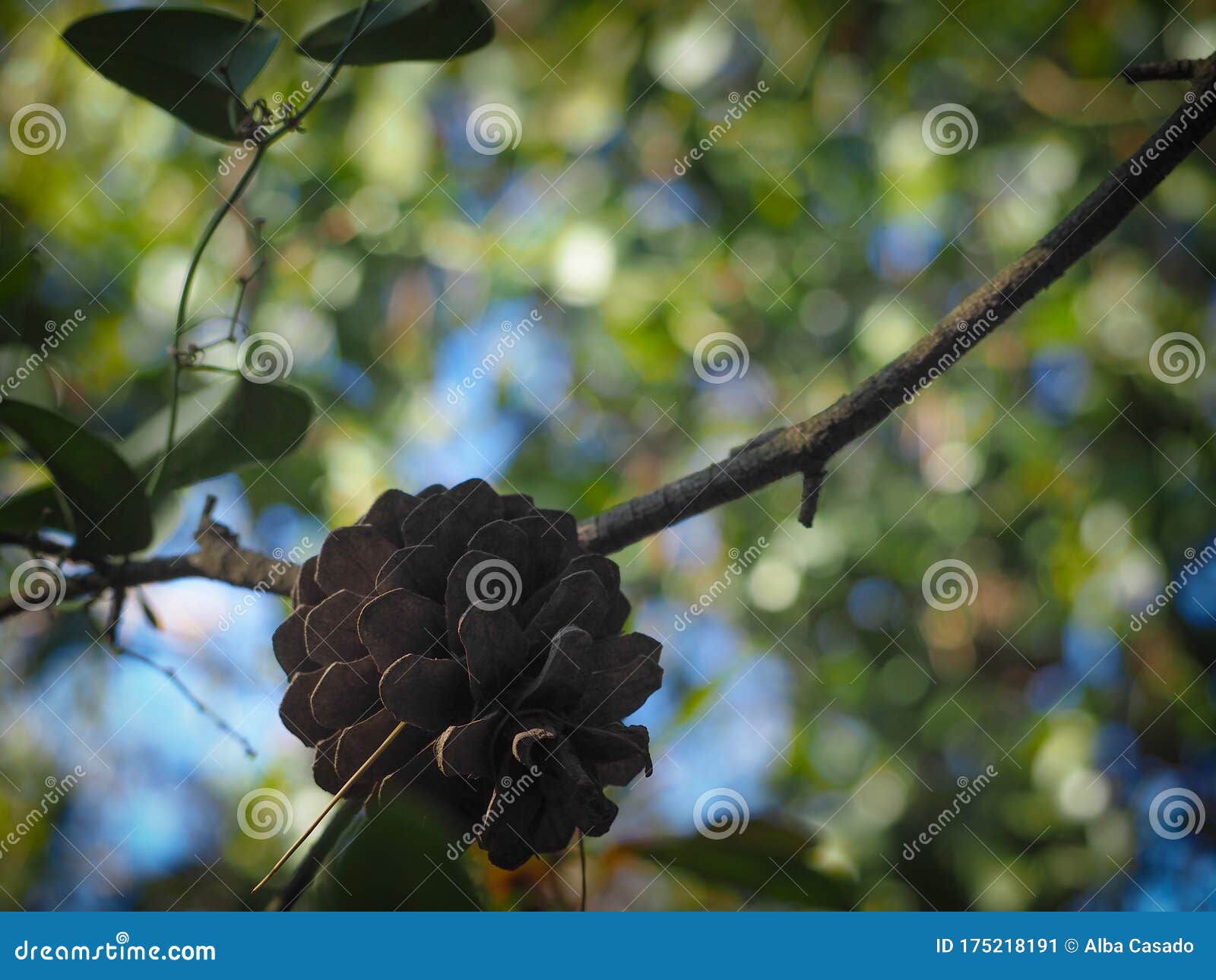 Pine Cone in the Forest in Autumn Stock Image - Image of autumn, cone ...