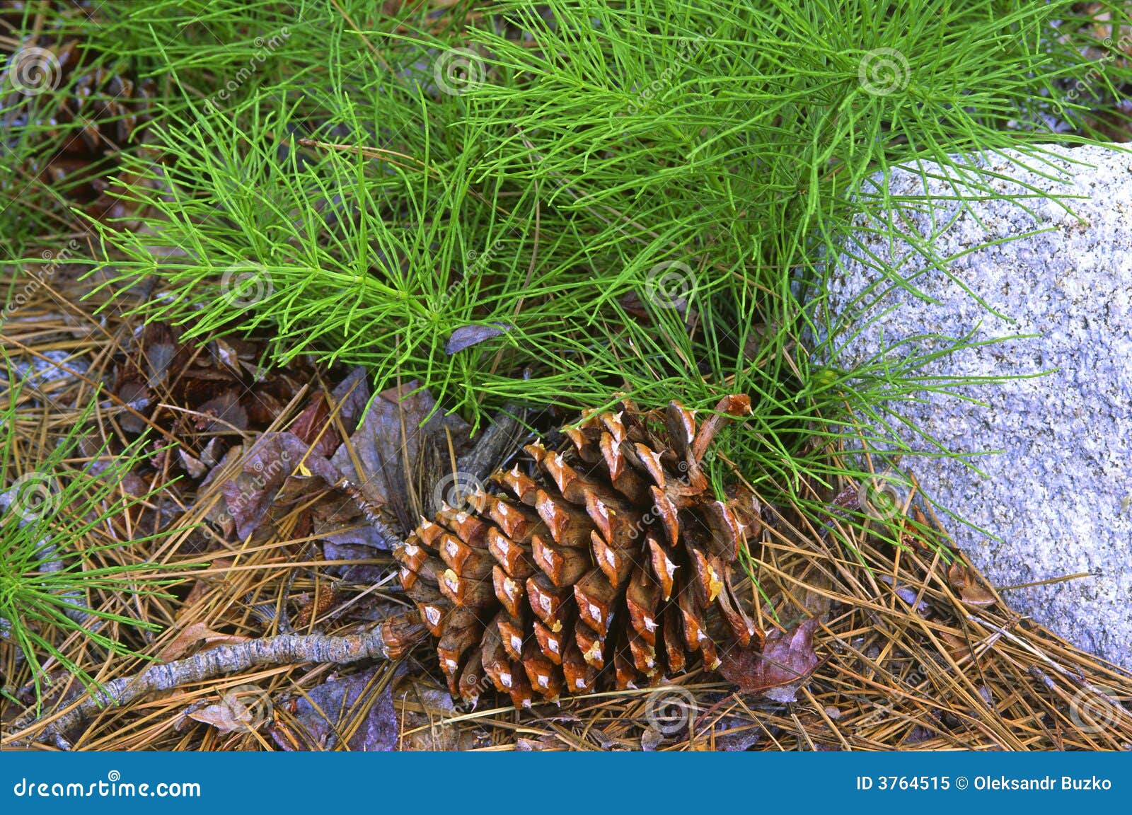 Pine cone on forest floor stock image. Image of forest - 3764515